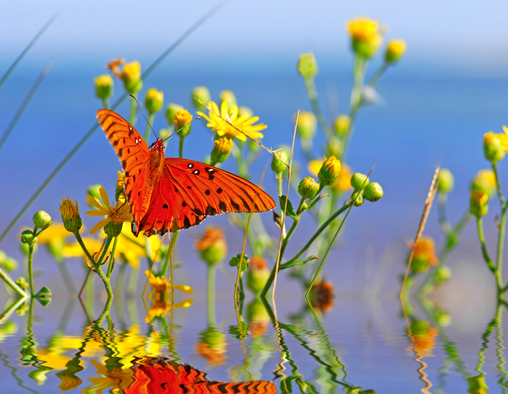 Awakening Joy - Awakening Joy Blog